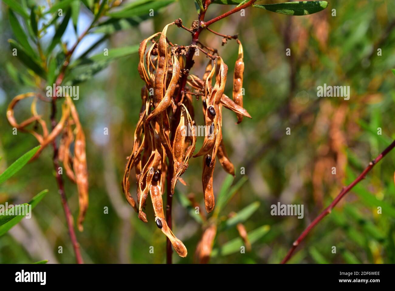 Acacia dodonaeifolia Banque de photographies et d’images à haute ...