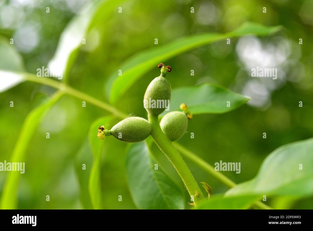 Regia Juglans Noyer Commun Banque d'image et photos - Alamy