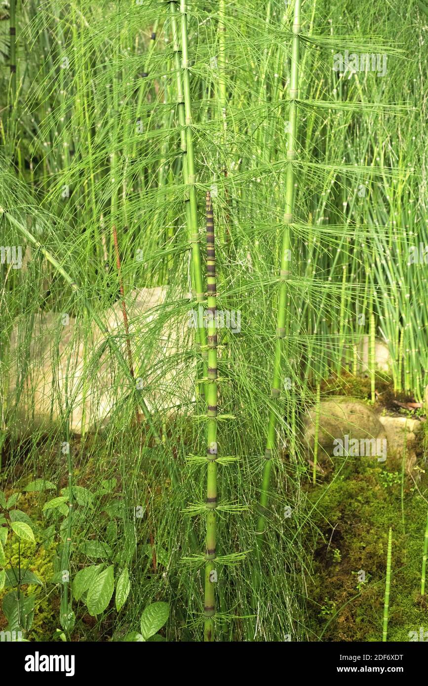 Prêle géante equisetum giganteum Banque de photographies et d’images à ...