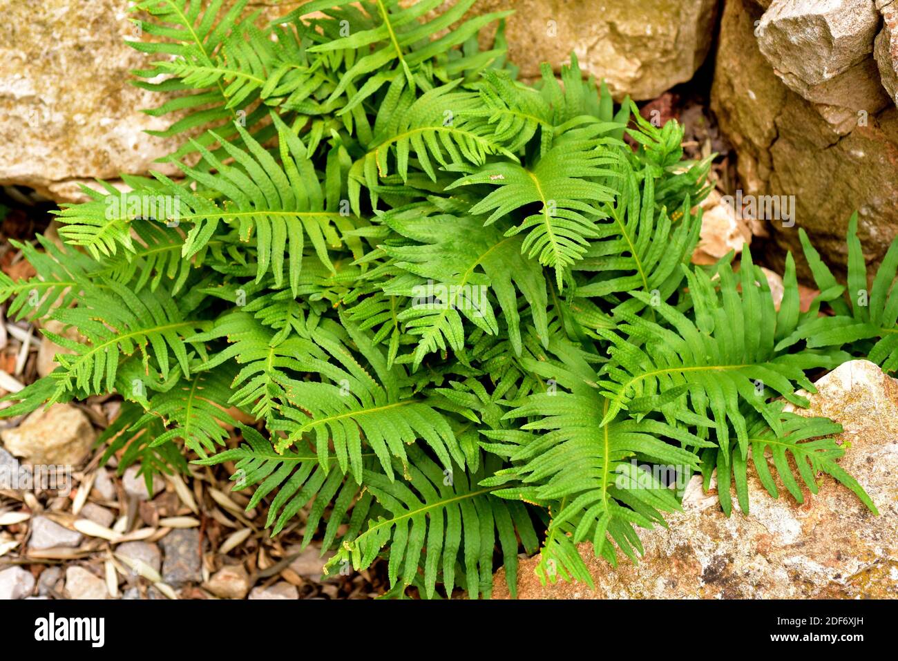 Polypodium cambricum cambricum Banque de photographies et d’images à ...