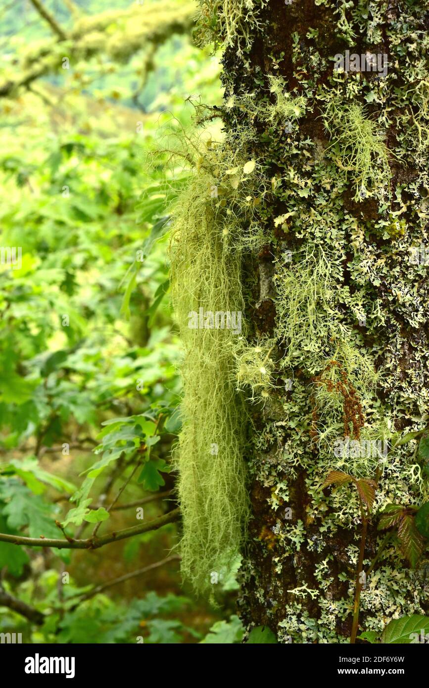 Lichens usnea filipendula Banque de photographies et d’images à haute ...