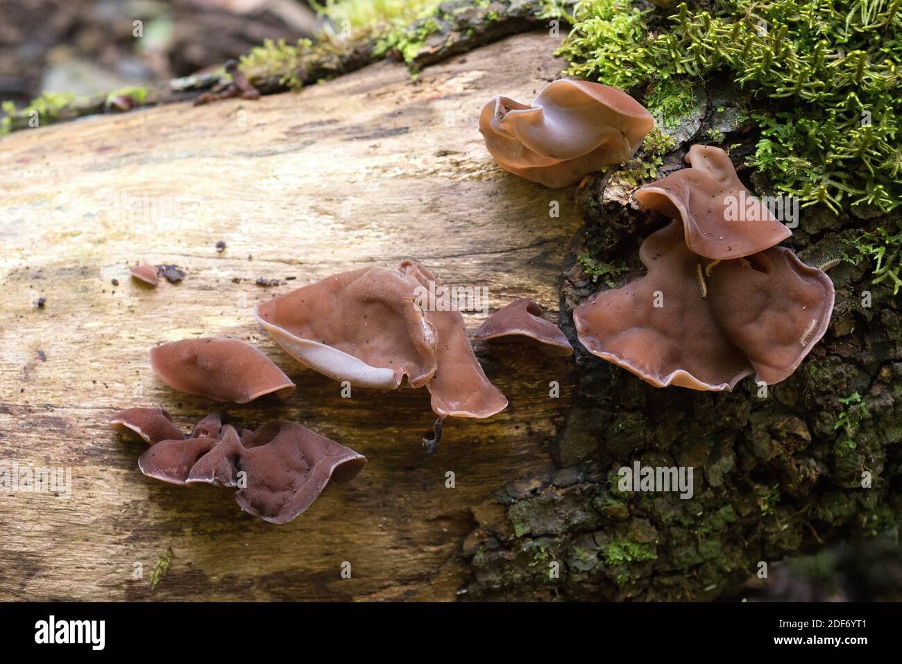 Auricularia auricula Banque de photographies et d’images à haute ...