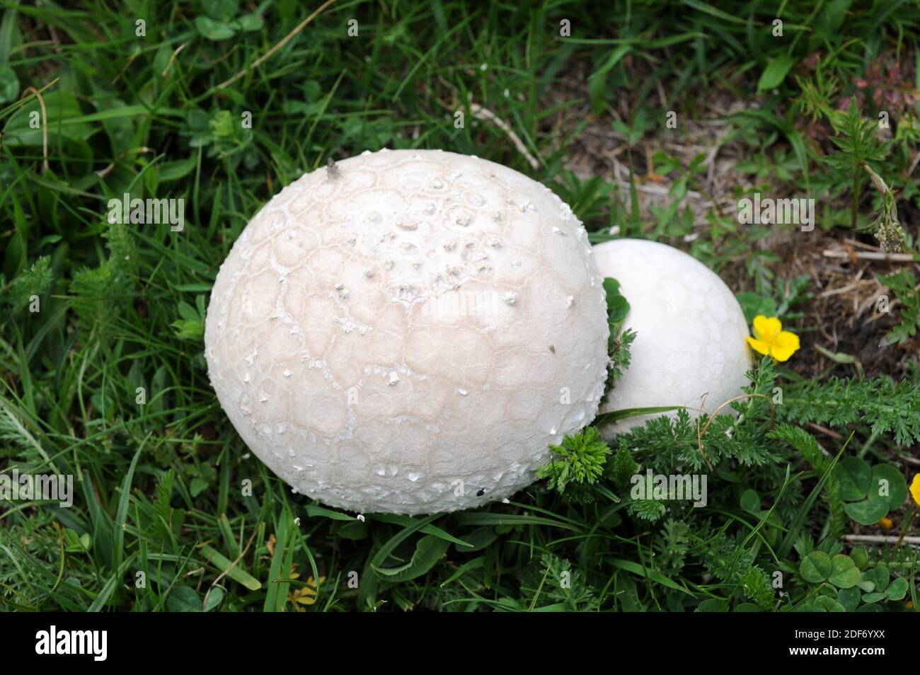 Champignon Violet Banque d'image et photos - Alamy
