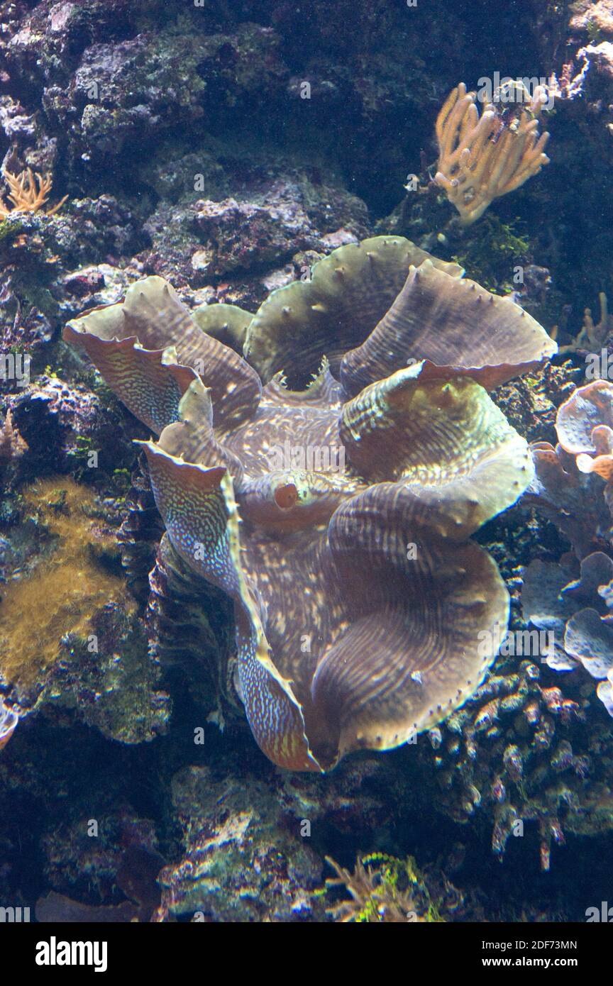 Mollusques Marins Bivalves Banque d'image et photos - Alamy