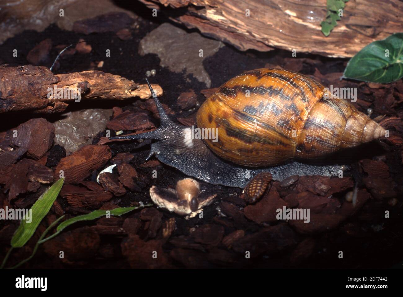 Escargot Géant Africain Banque d'image et photos - Alamy