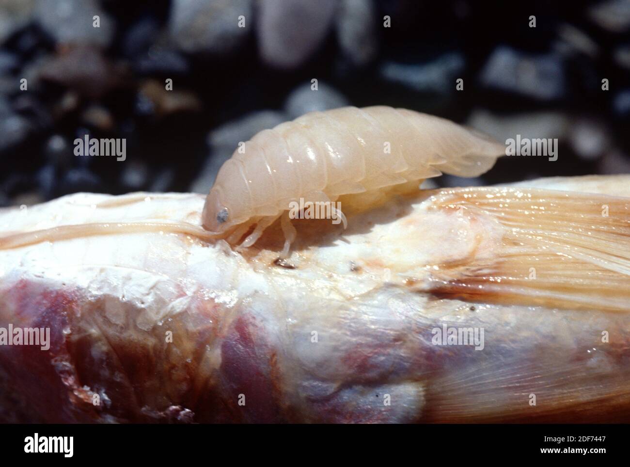 Veterinary parasite Banque de photographies et d’images à haute ...