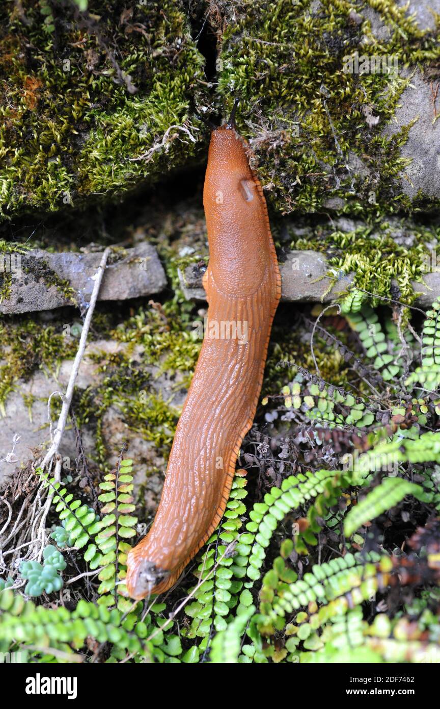 Limace d'espagne Banque de photographies et d’images à haute résolution ...