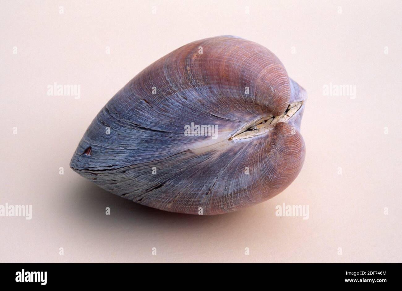 Marine bivalve Banque de photographies et d’images à haute résolution ...