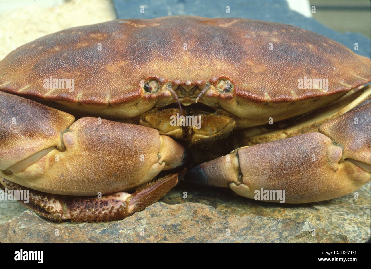 Crustacé Marin Banque d'image et photos - Page 2 - Alamy