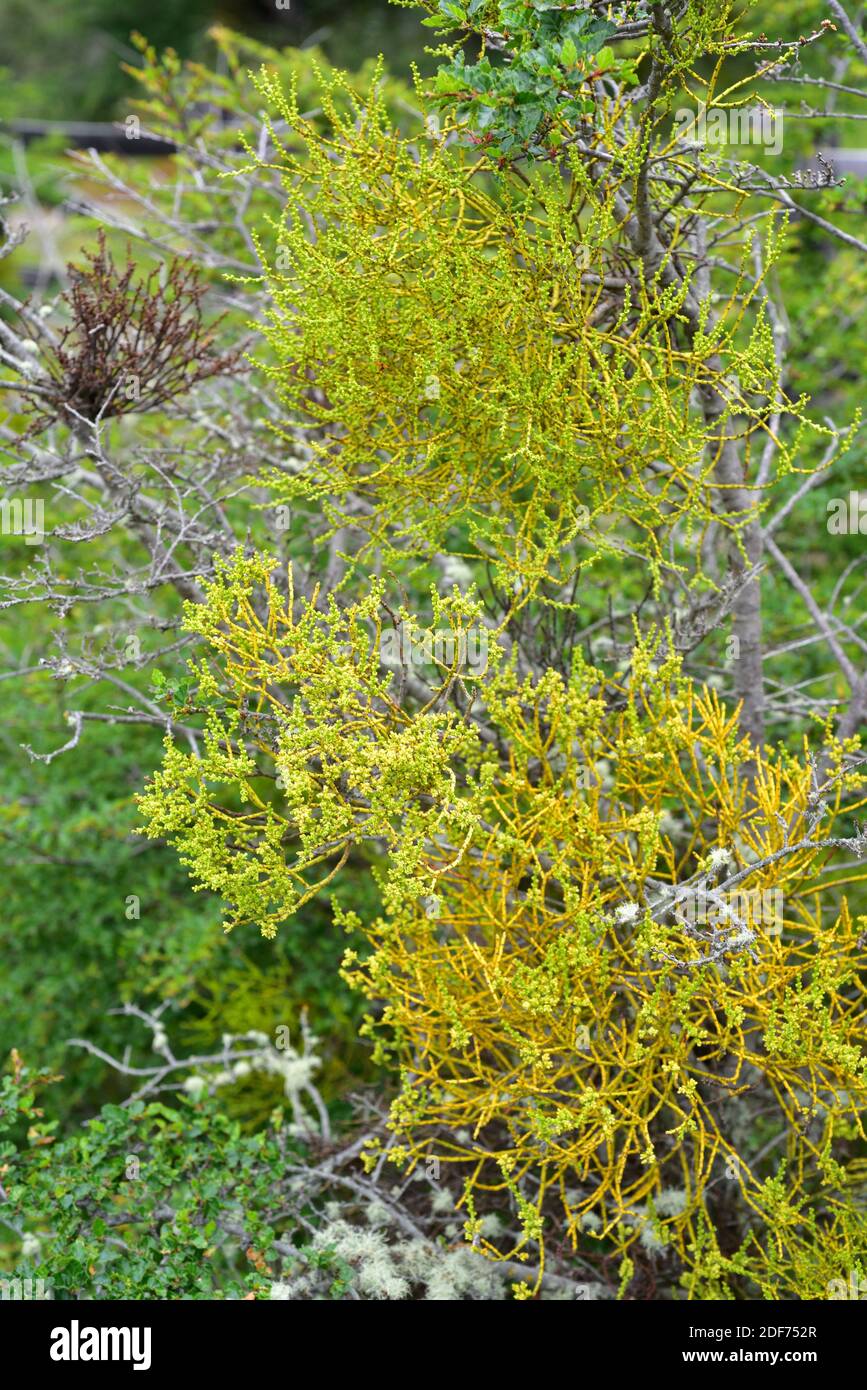 Gui arbuste Banque de photographies et d’images à haute résolution - Alamy