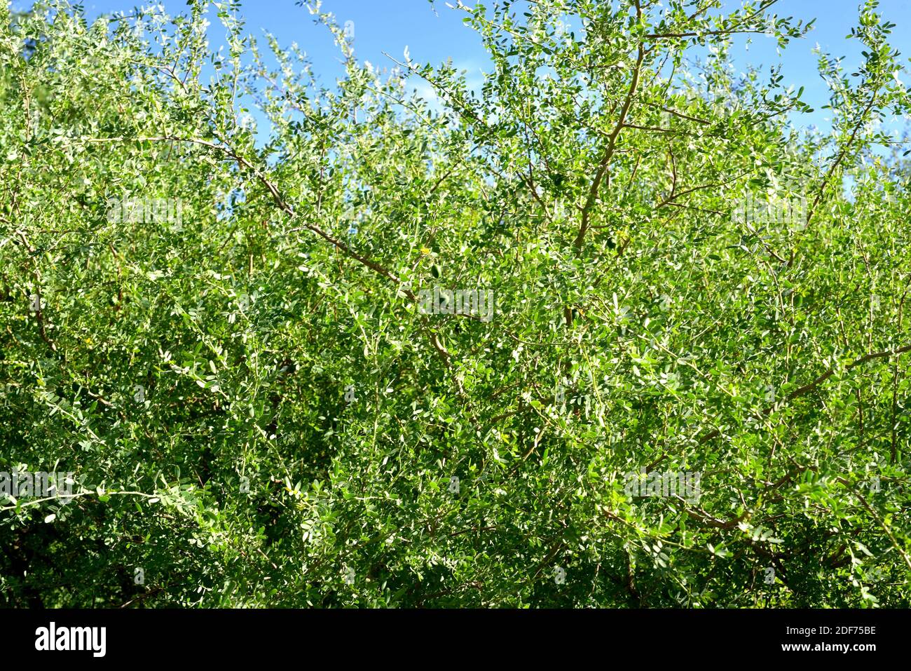 Chañar ou Palo verde chilien (Geoffroea decorticans) est un petit arbre ...