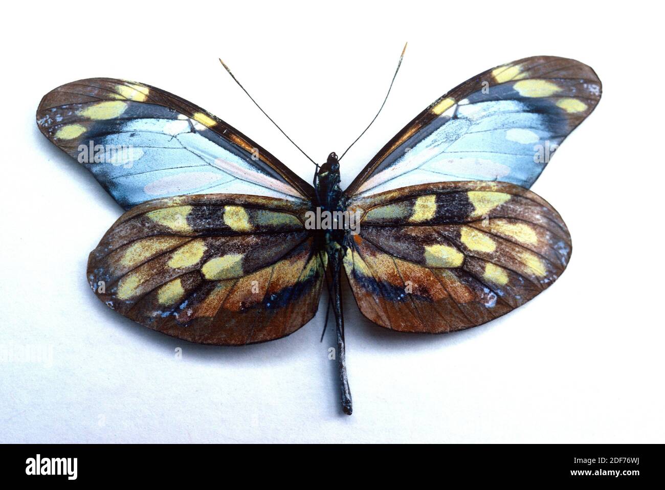 Amphione dismorphia Banque de photographies et d’images à haute ...