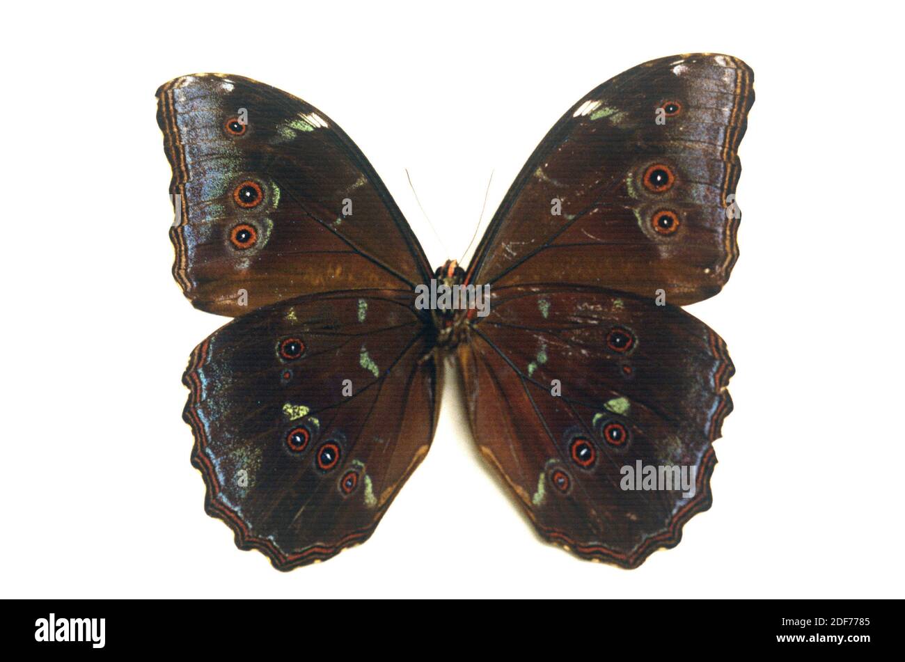 Morpho morpho menelaus Banque de photographies et d’images à haute ...