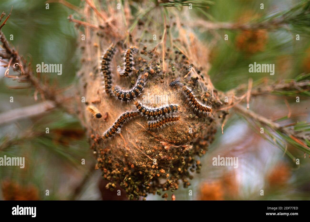 Chenille processionnaire du pin Banque de photographies et d’images à ...