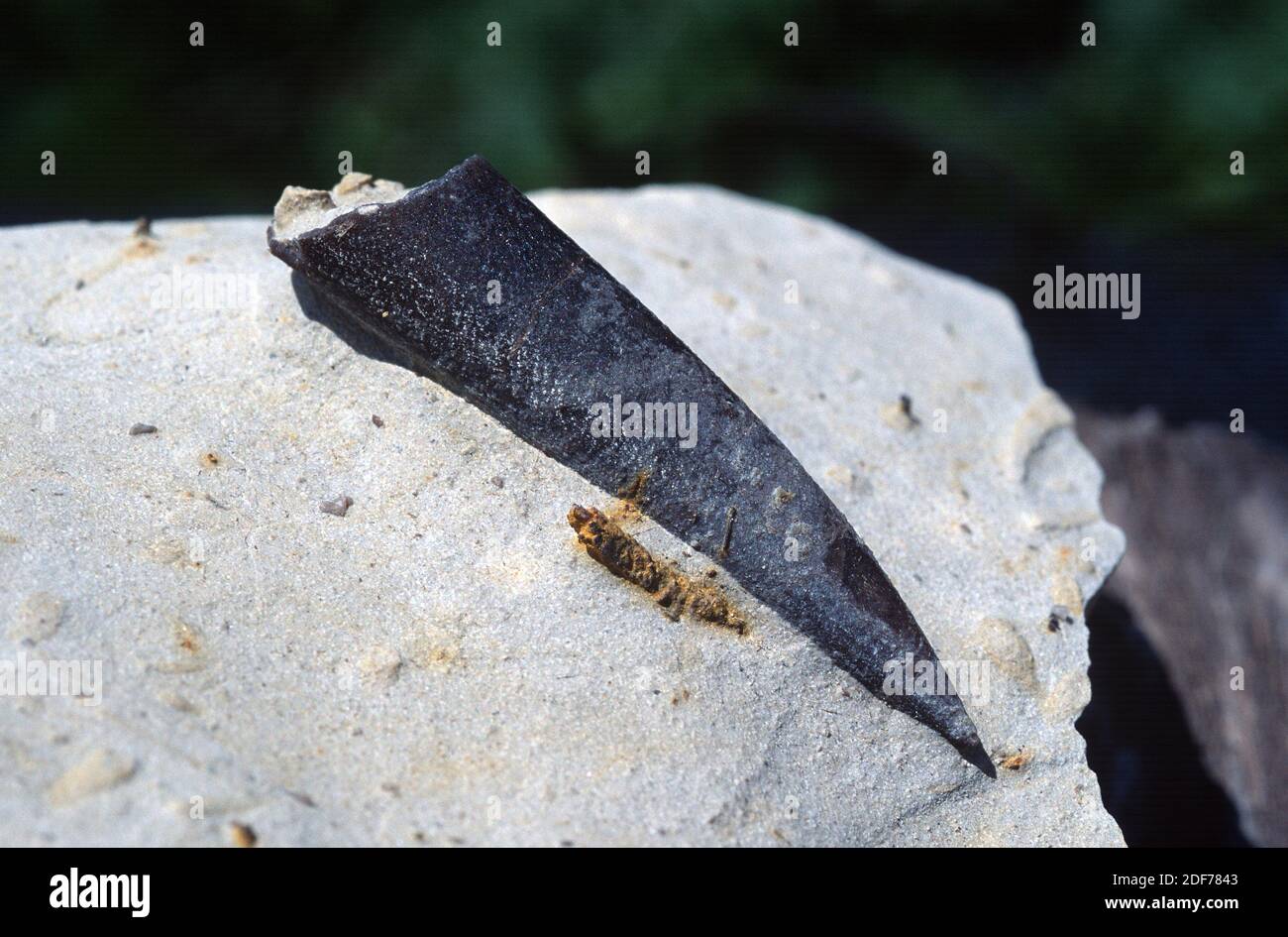 Belemnite fossile. Les belemnites sont éteintes comme des calmars ...