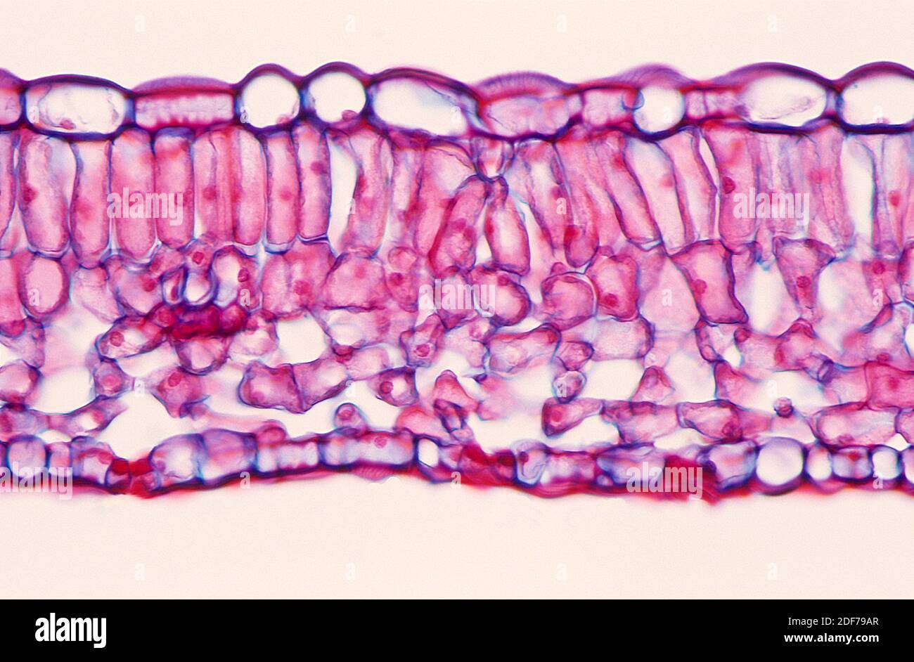Parenchyme palissadique Banque de photographies et d’images à haute ...