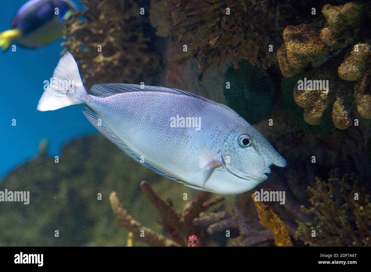 Poisson Licorne Blanc Banque d'image et photos - Alamy
