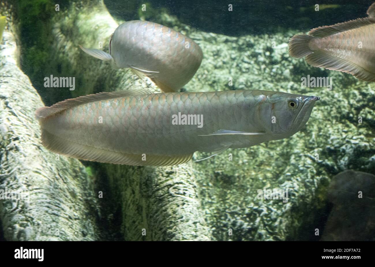 Silver arowana osteoglossum bicirrhosum Banque de photographies et d ...