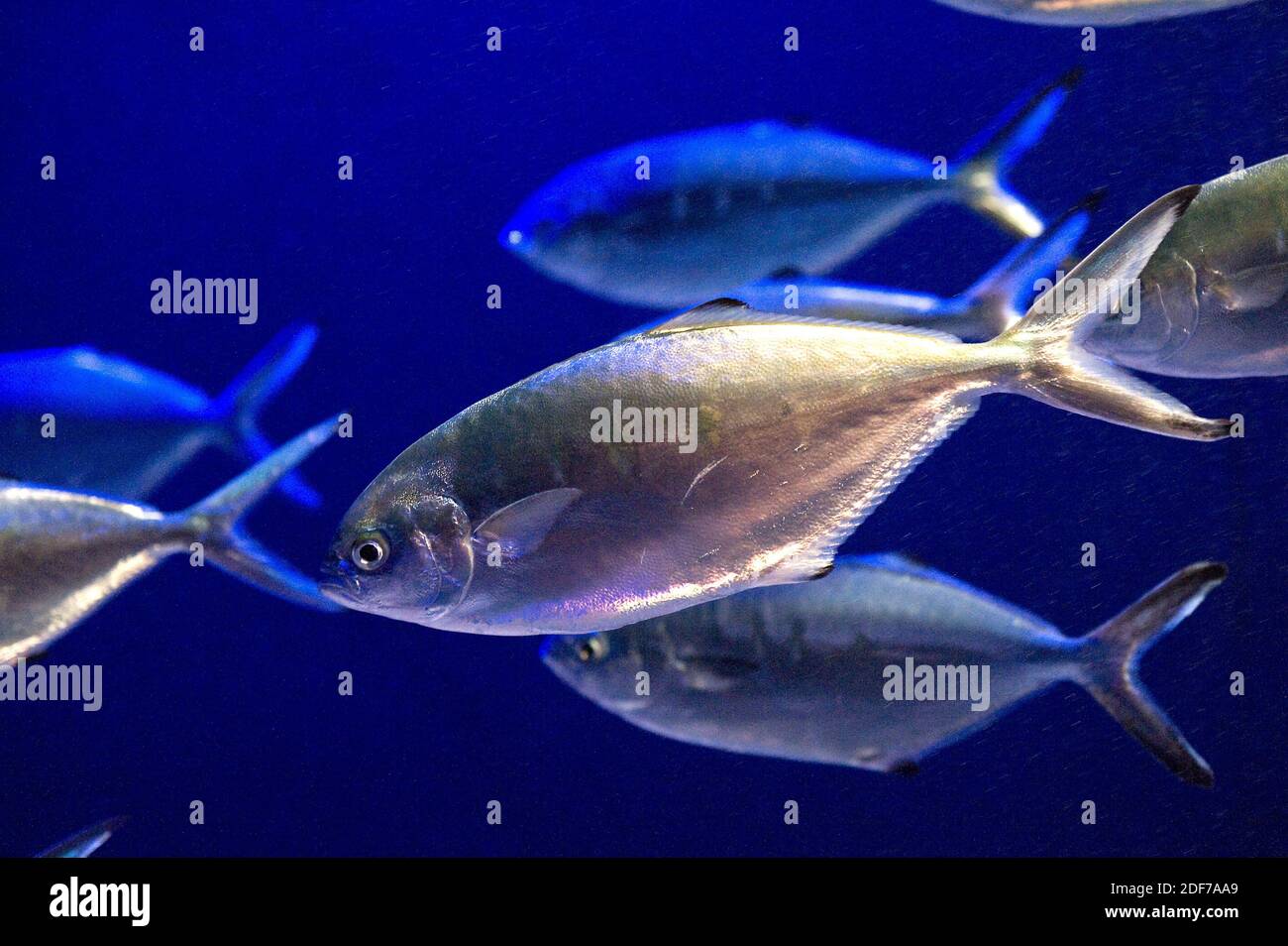 Pompano fish Banque de photographies et d’images à haute résolution - Alamy