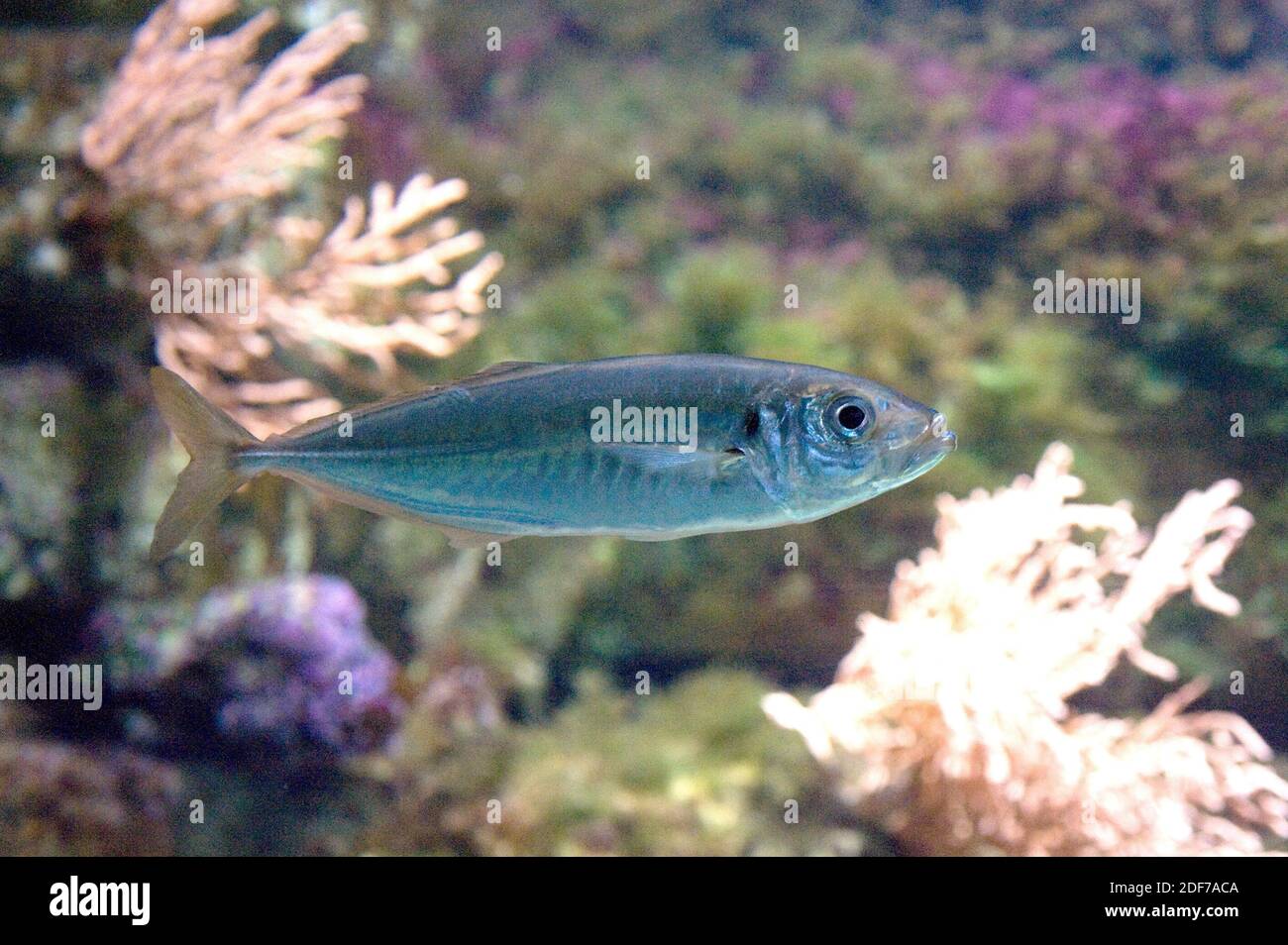 Poisson cheval Banque de photographies et d’images à haute résolution ...