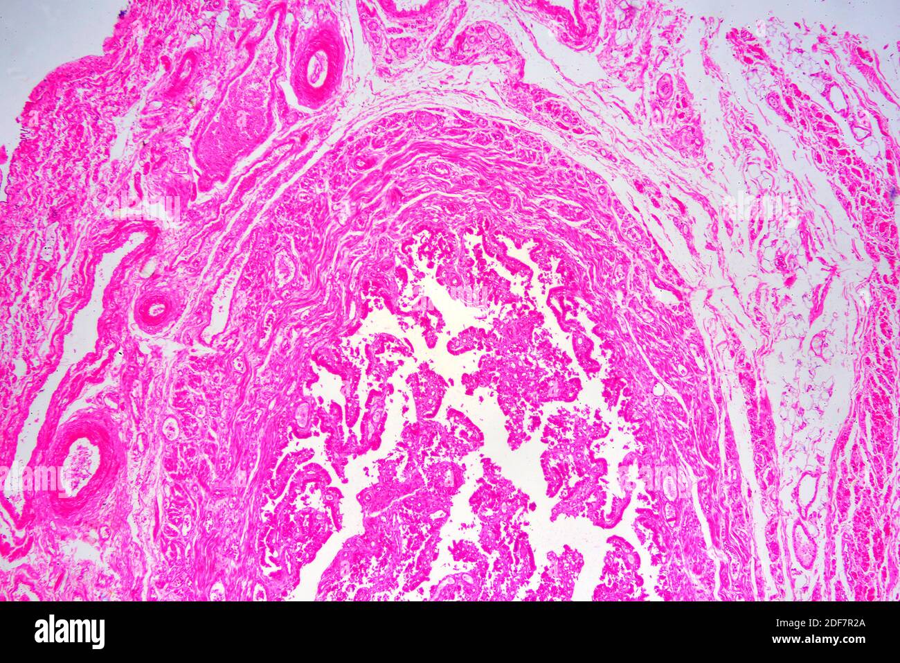 Histology Human Reproductive System Banque d'image et photos - Alamy