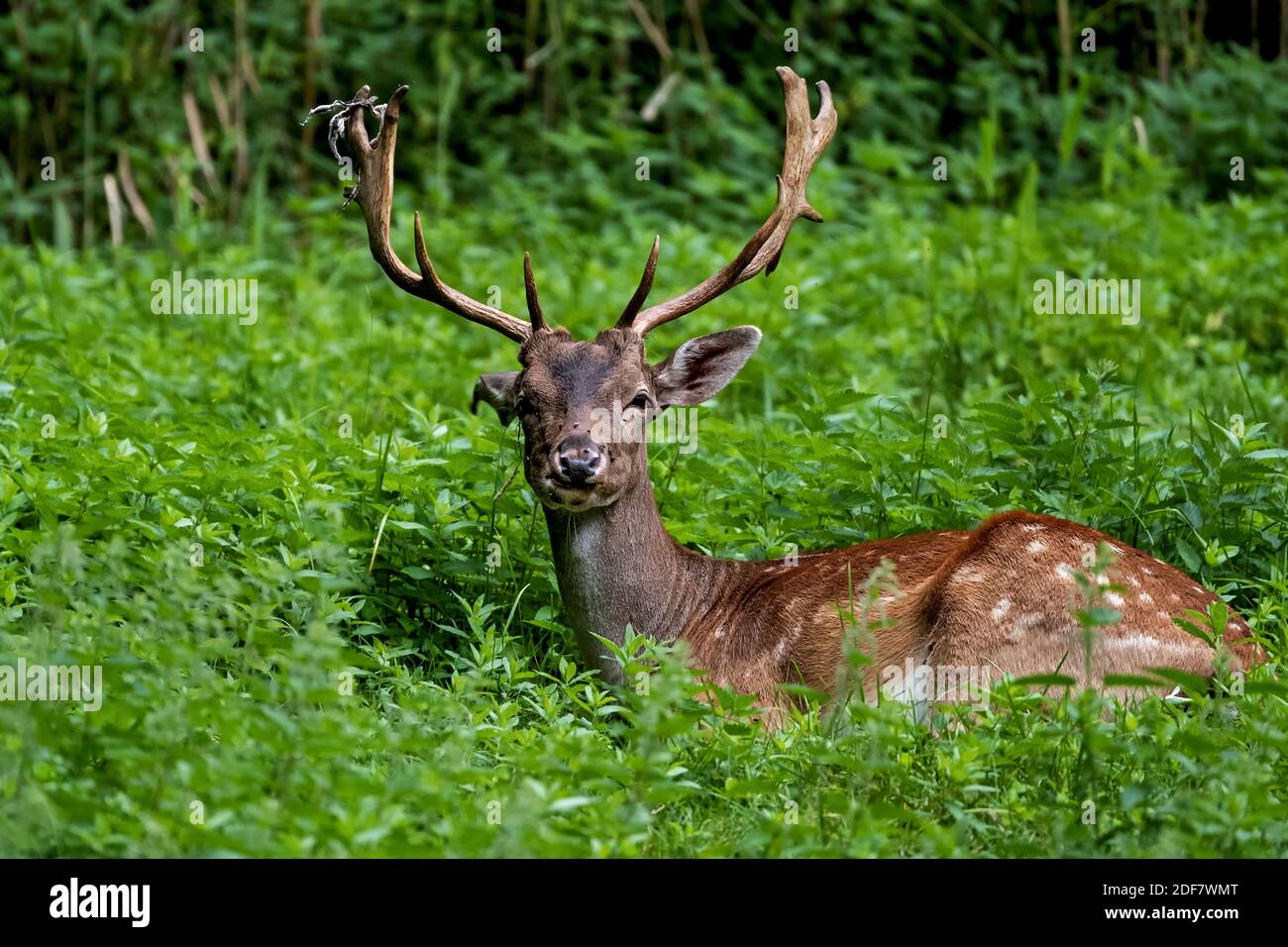 le cerf de virginie se délite dans un pré, vole en tourbillonnant ...
