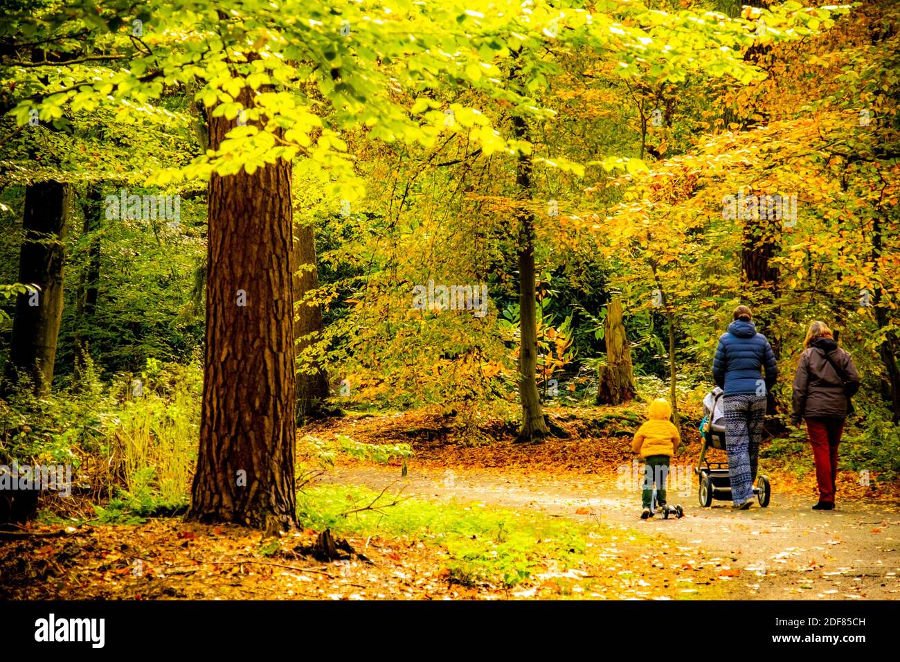 Forêt En Automne Banque d'image et photos - Alamy