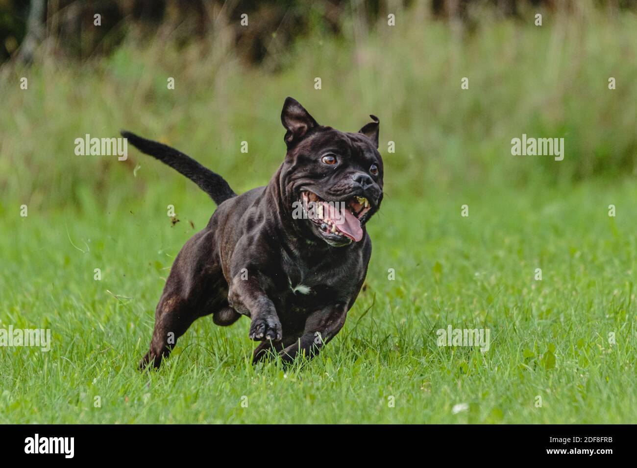 Piste de course de chien Banque de photographies et d’images à haute ...