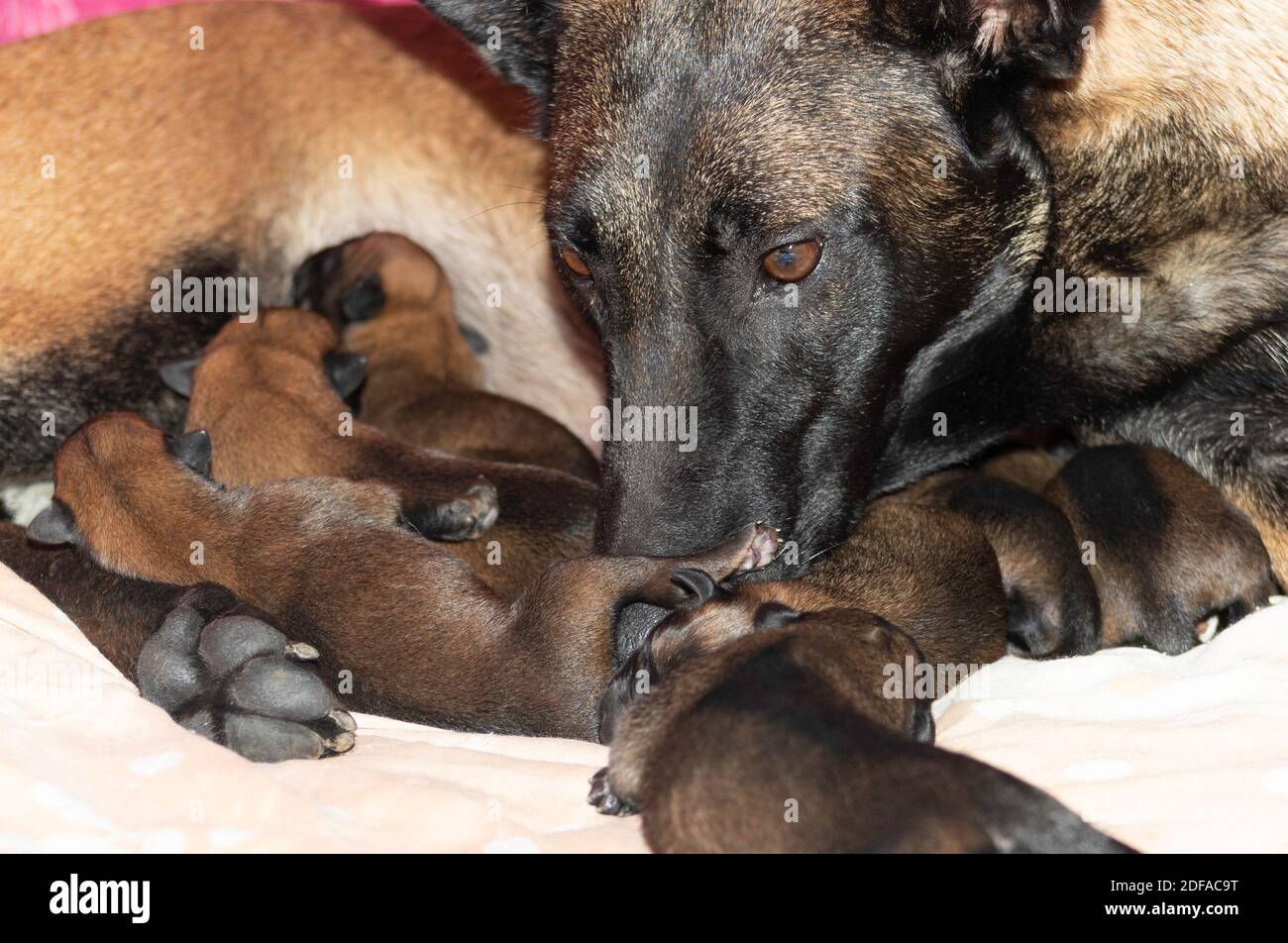Chiot malinois Banque de photographies et d’images à haute résolution ...