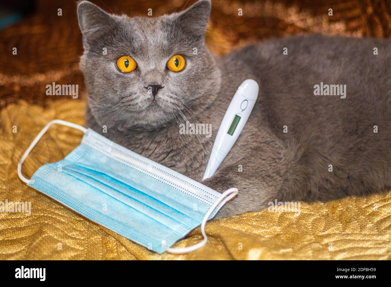 Chat de lit Banque de photographies et d’images à haute résolution - Alamy
