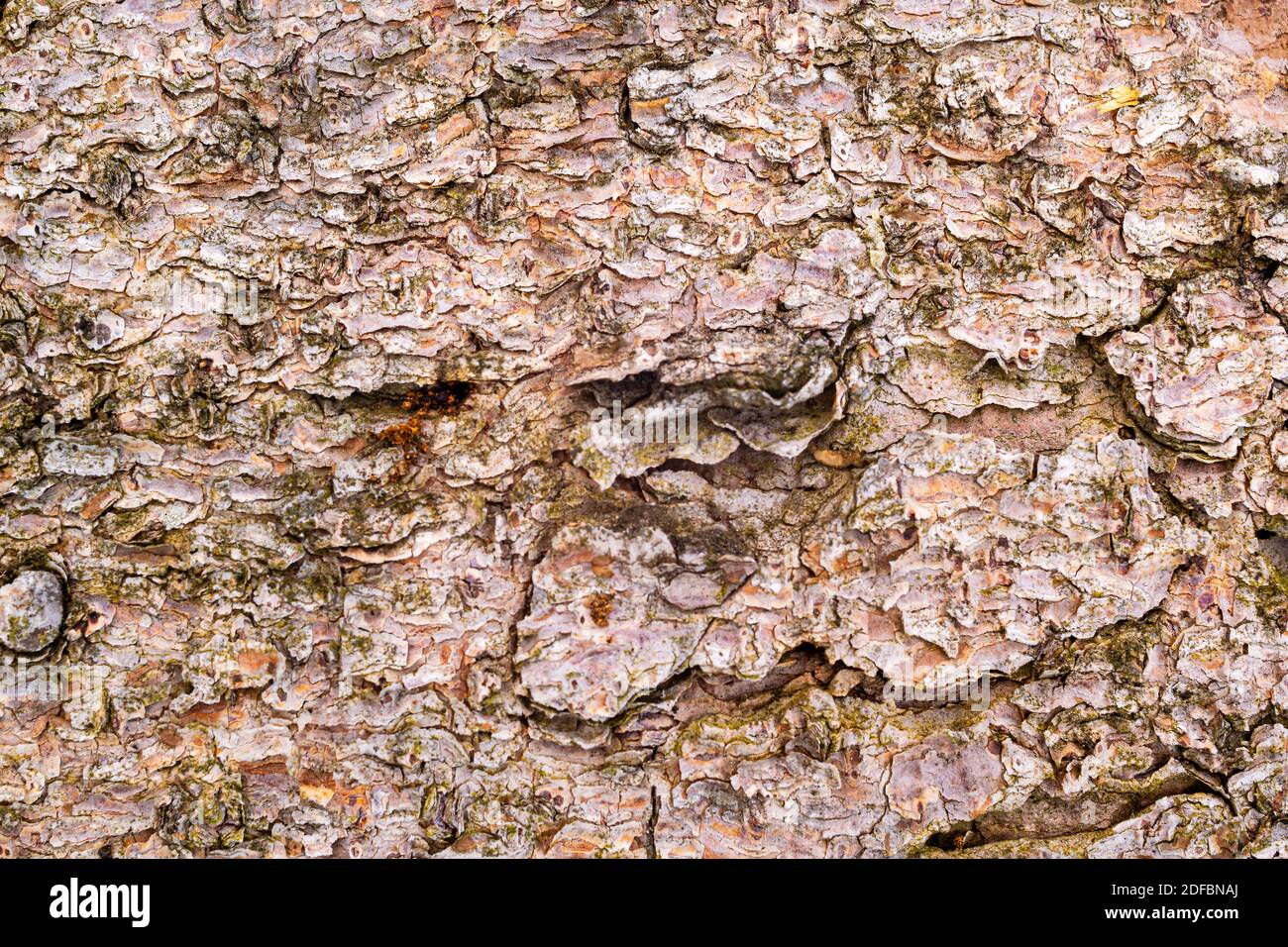 Texture ecorce arbre sapin Banque de photographies et d’images à haute ...