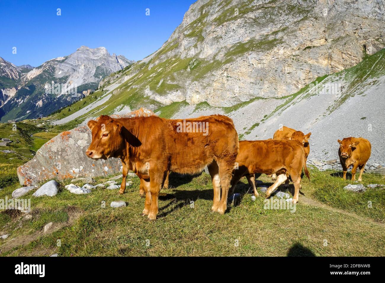 Tarentaise les vaches ferme Banque de photographies et d’images à haute ...