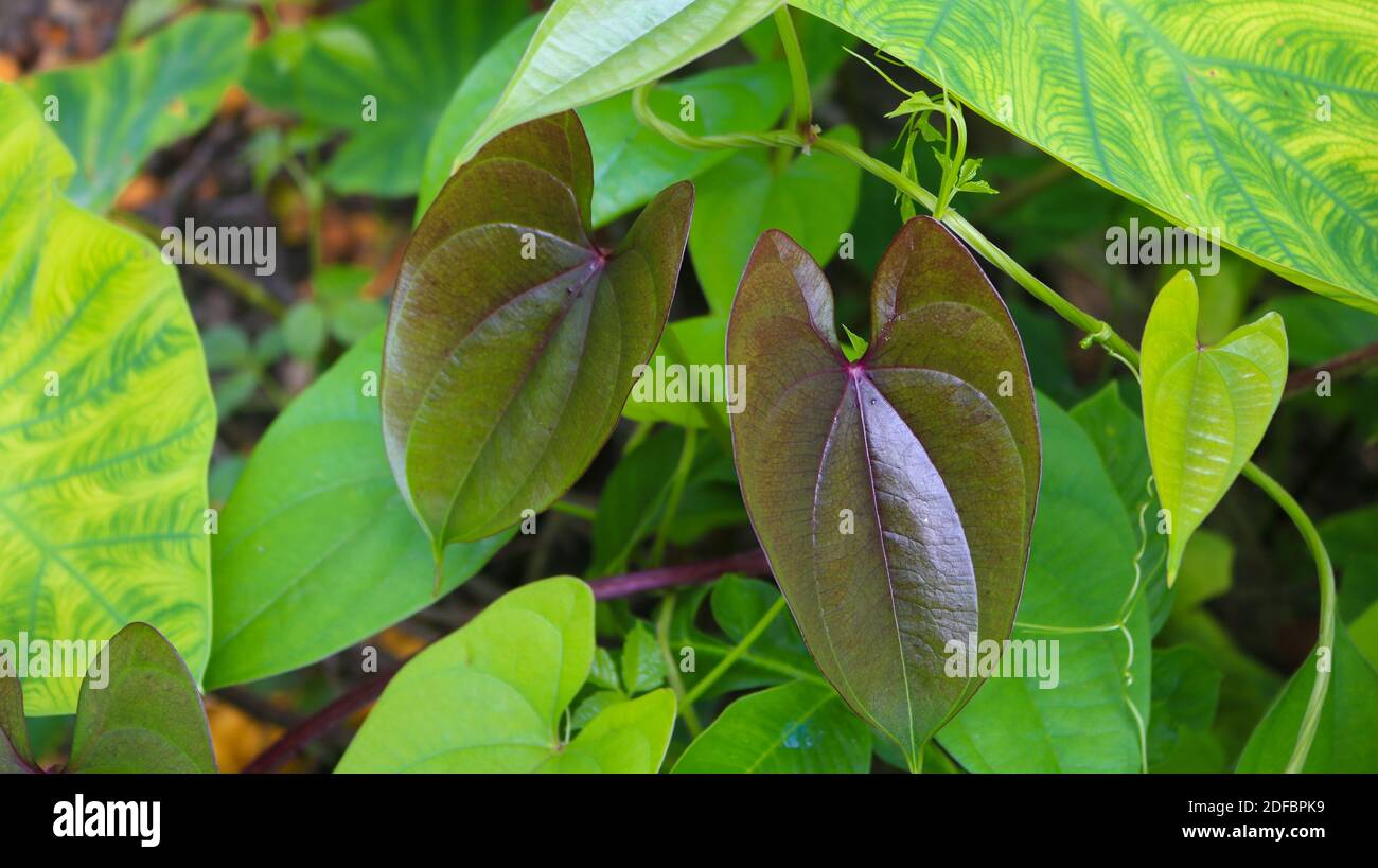 Eau d'igname Banque de photographies et d’images à haute résolution - Alamy