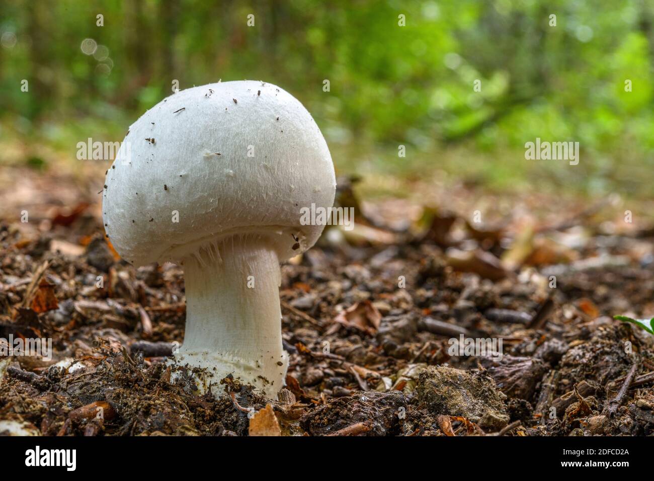Agaricus sp Banque de photographies et d’images à haute résolution - Alamy