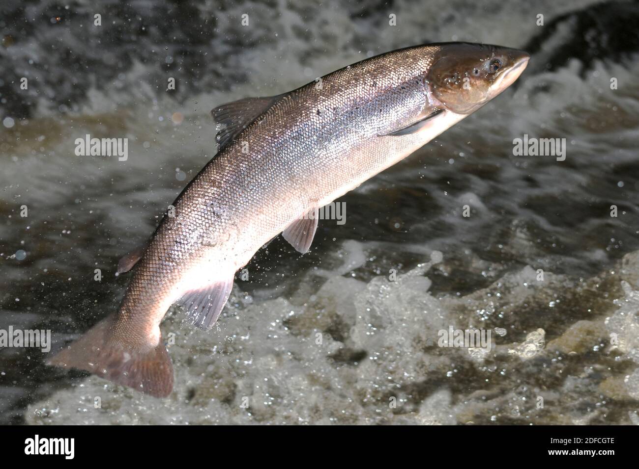 Poisson saumon ruisseaux cascade Banque de photographies et d’images à ...