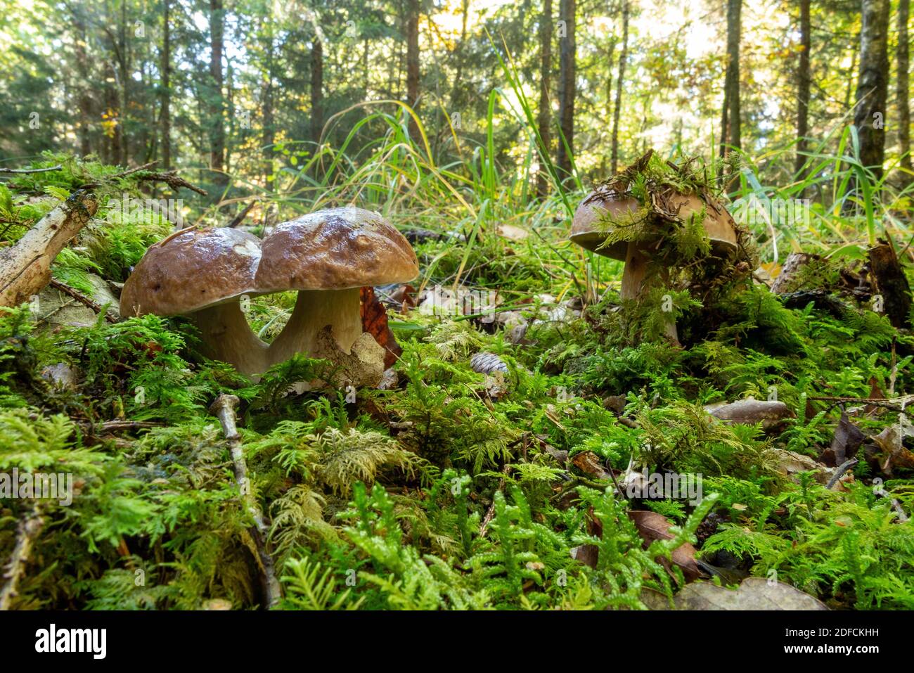Cepes de bordeaux Banque de photographies et d’images à haute ...