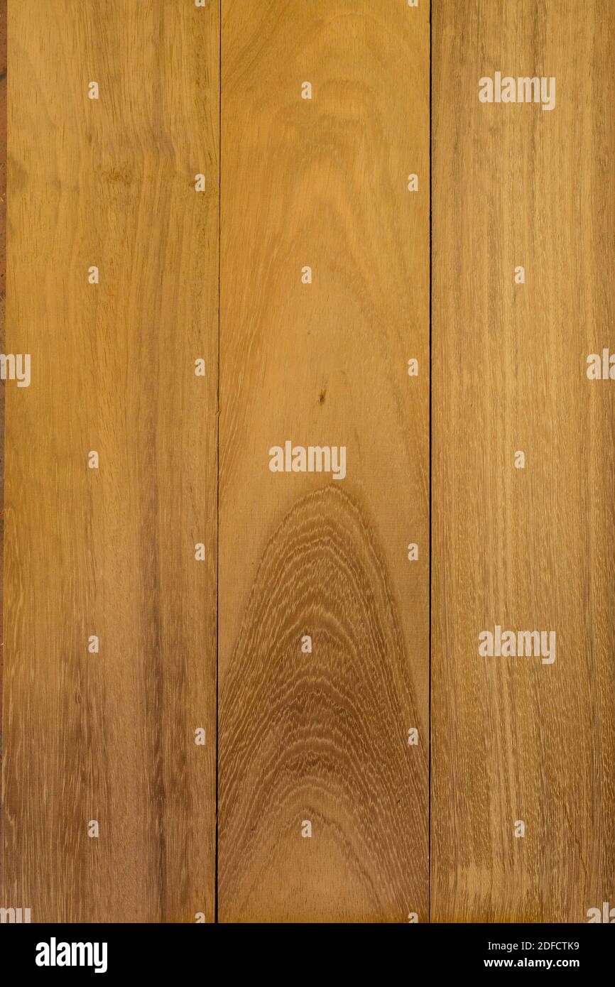 Iroko tree Banque de photographies et d’images à haute résolution - Alamy