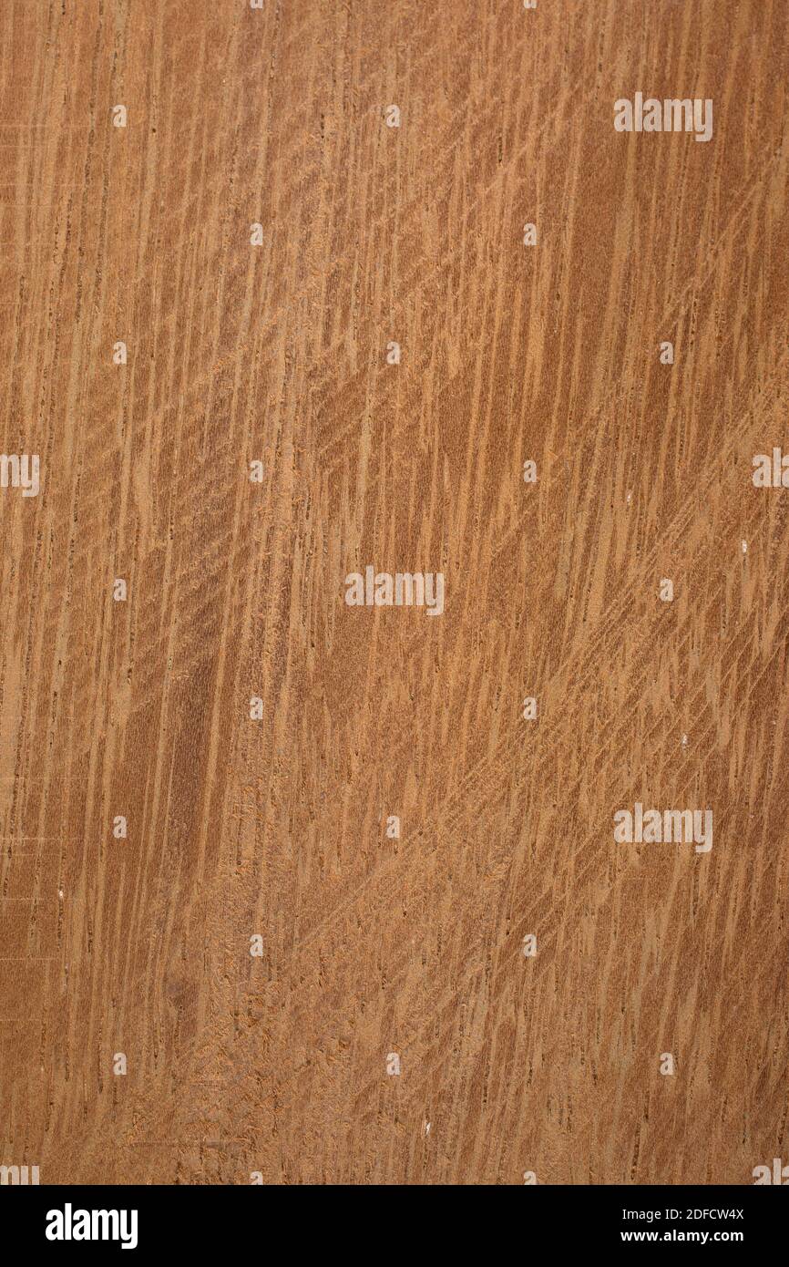 Iroko tree Banque de photographies et d’images à haute résolution - Alamy