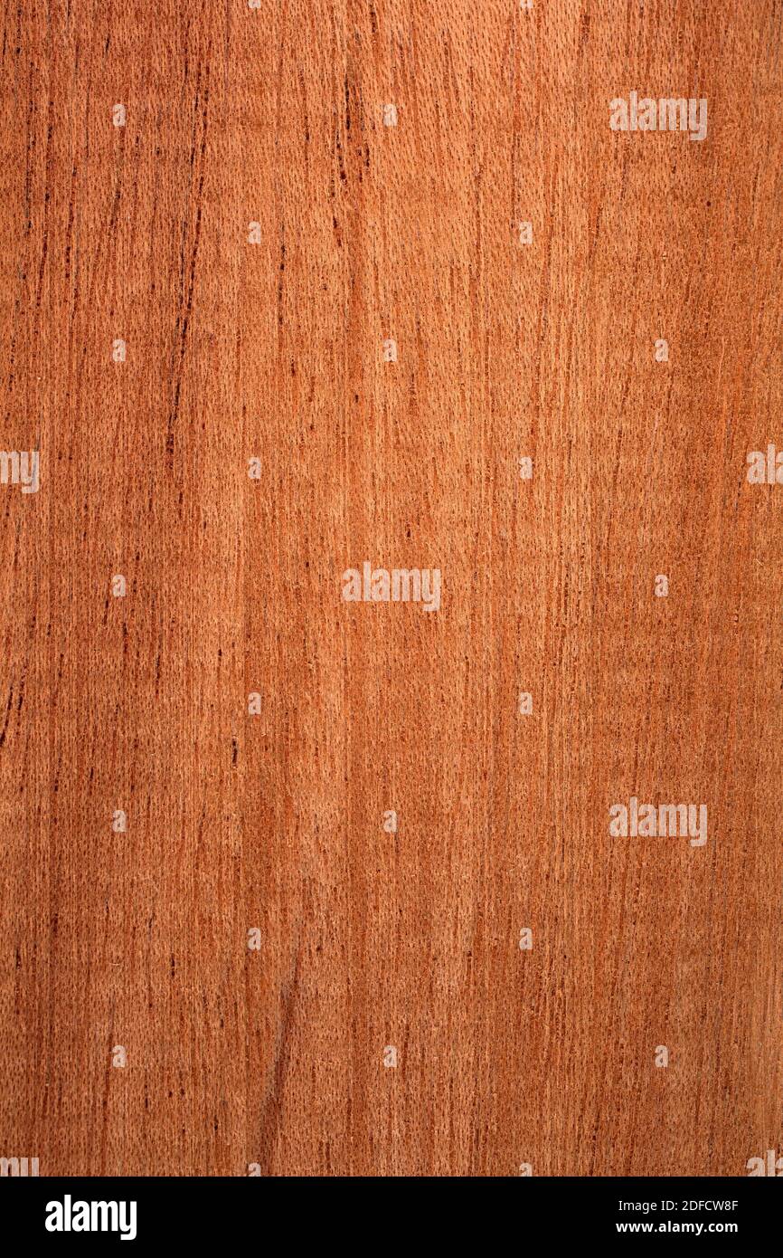 African mahogany tree Banque de photographies et d’images à haute ...