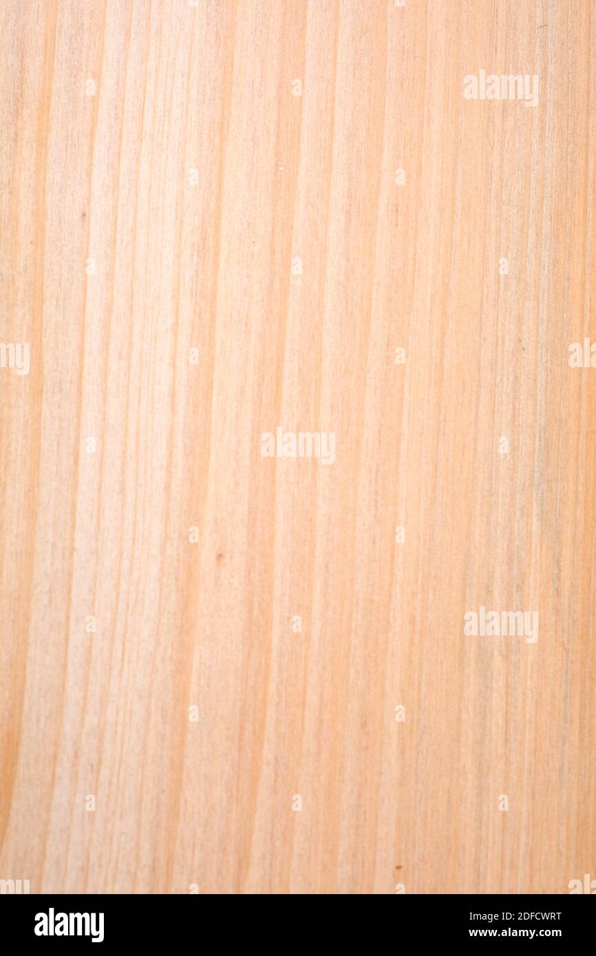 Tsuga de la pruche orientale Banque de photographies et d’images à ...