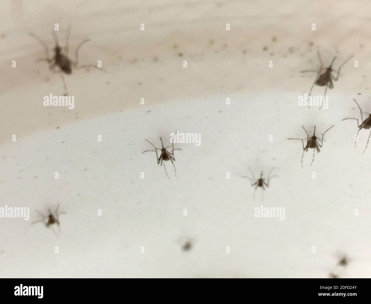 Aedes aegypti mosquitoes Banque de photographies et d’images à haute résolution - Alamy