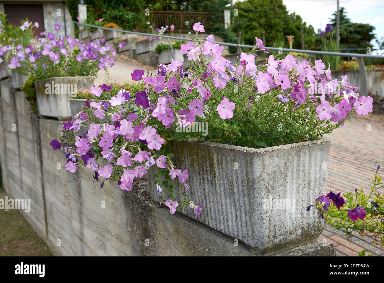 Petunia atkinsiana Banque de photographies et d’images à haute ...