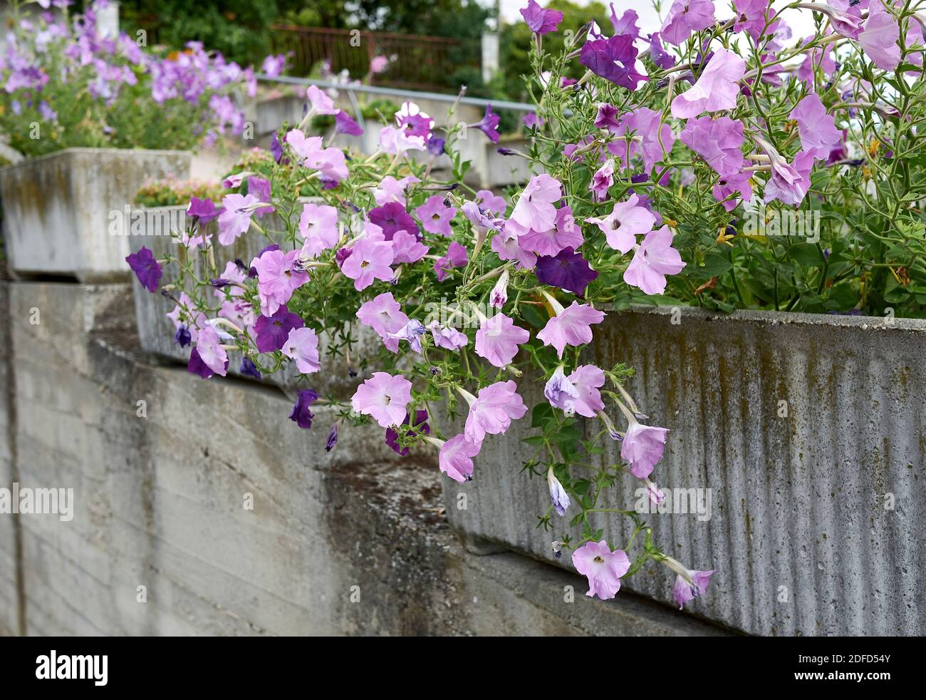 Petunia atkinsiana Banque de photographies et d’images à haute ...