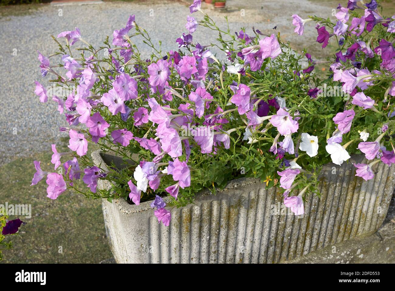 Petunia atkinsiana Banque de photographies et d’images à haute ...