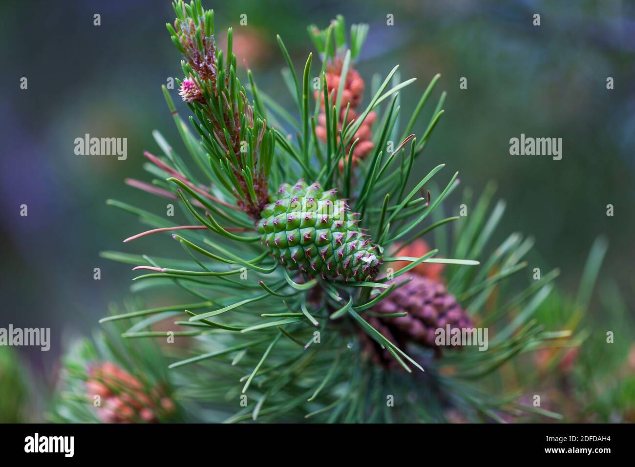Graines d'arbres en gros plan Banque de photographies et d’images à ...