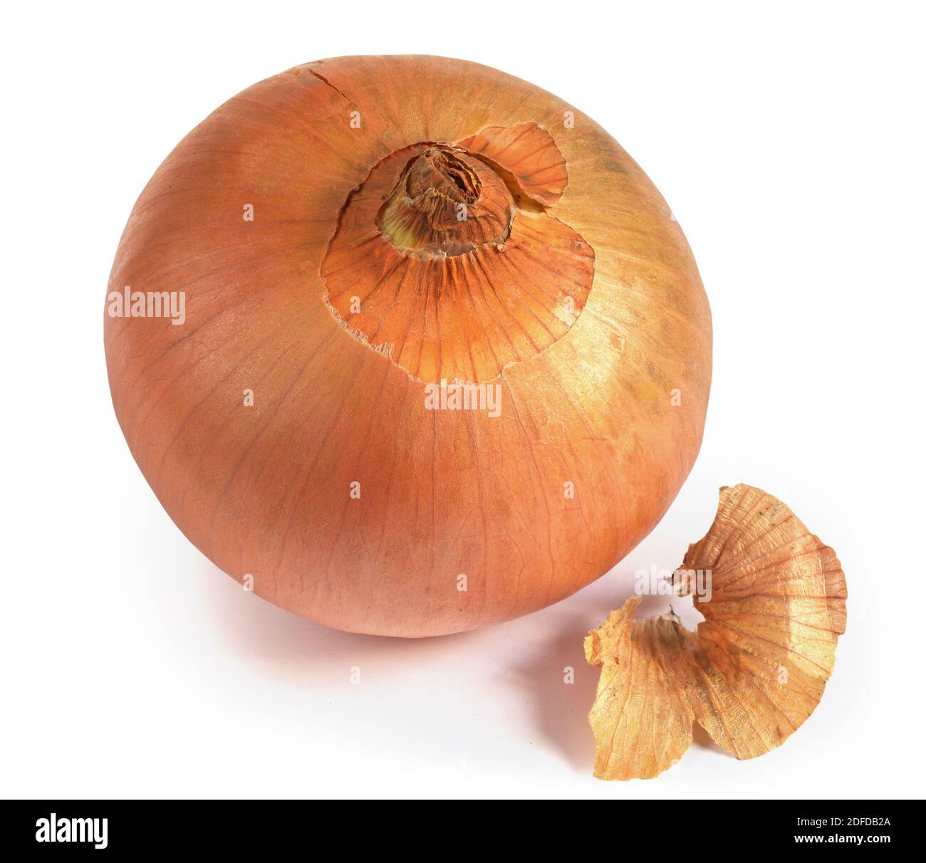 Gros oignons Banque de photographies et d’images à haute résolution - Alamy