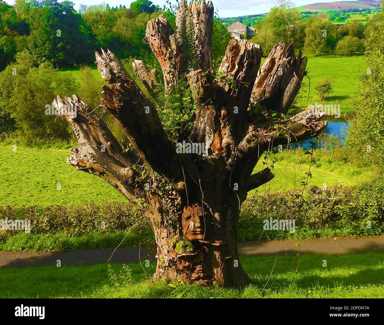 JANUS - Twin face dans un arbre, Lancashire 2020. --- bien que ne ...