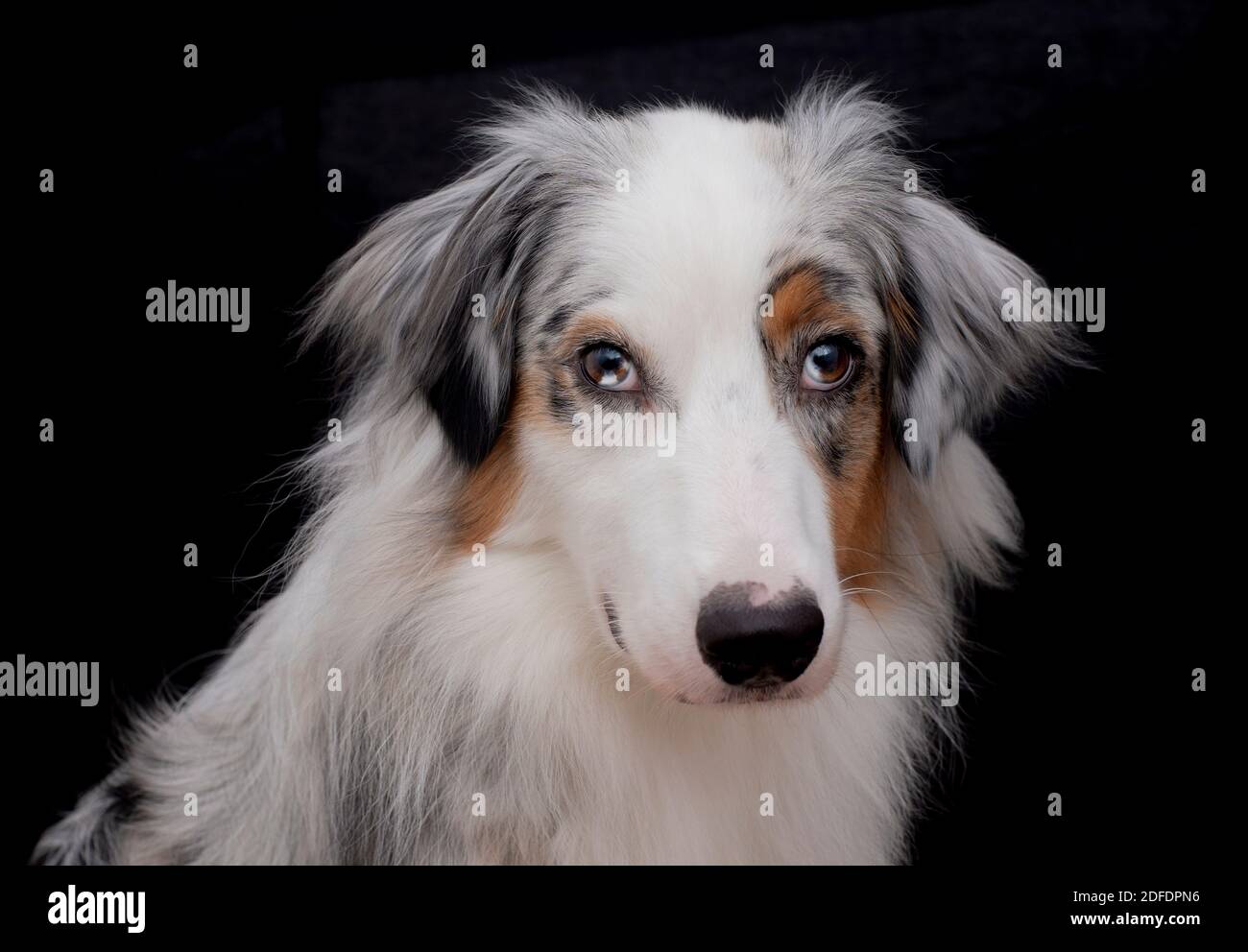 Berger Australien Merle Bleu Banque d'image et photos - Alamy