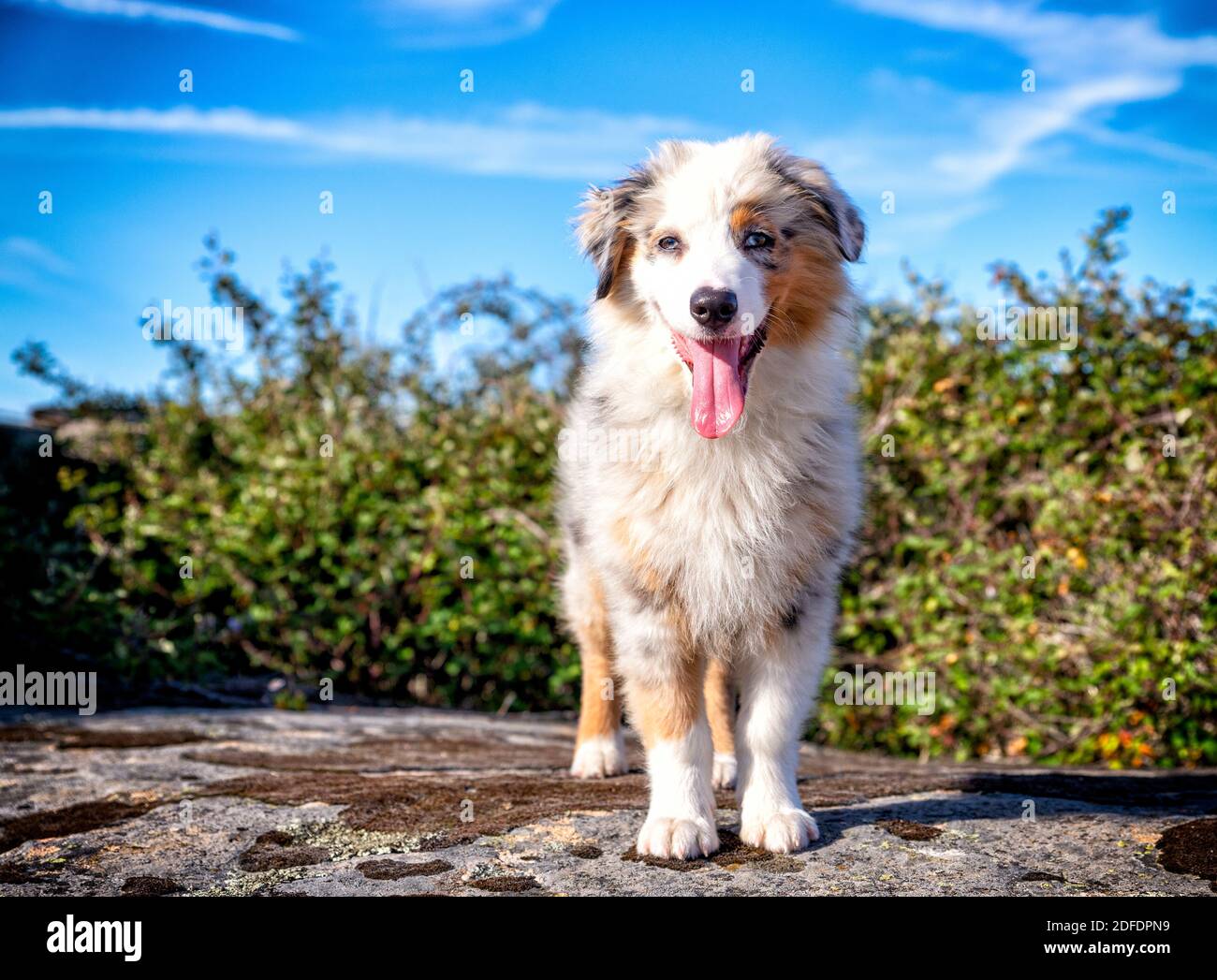 Berger australien merle bleu Banque de photographies et d’images à ...