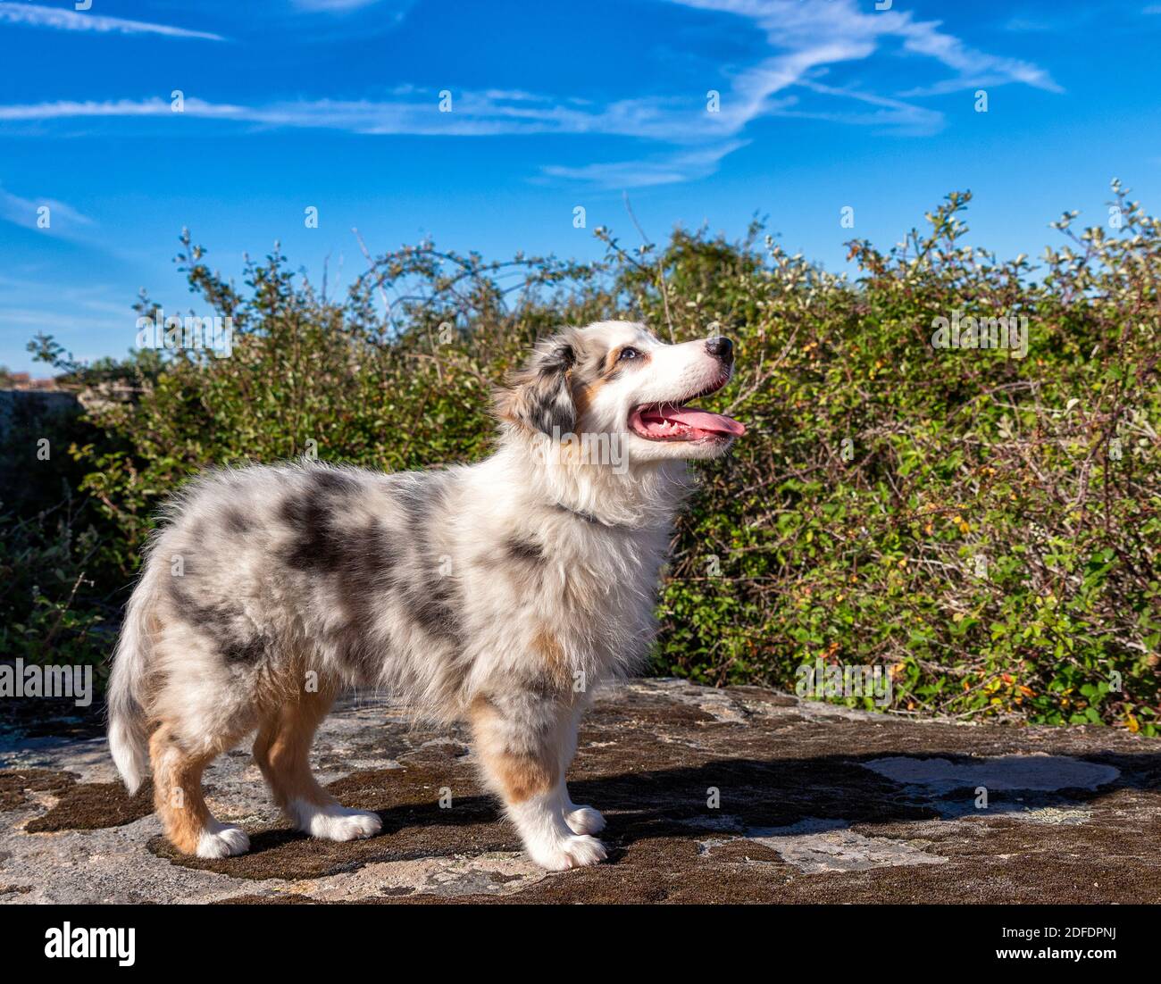 Miniature australian shepherd blue merle Banque de photographies et d ...